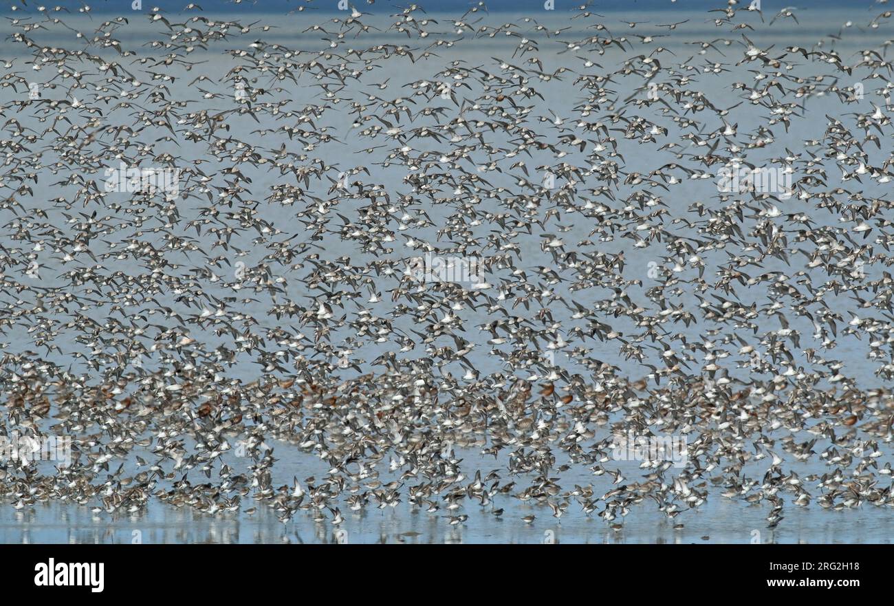 Flock of waders (Dunlins, Grey Plovers, Sanderlings, Bar-tailed Godwits ...