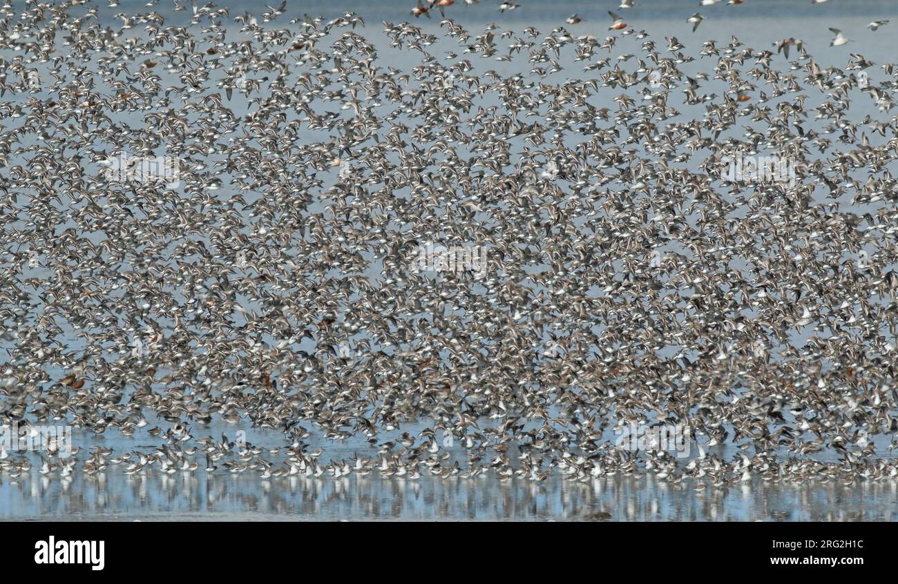Flock of waders (Dunlins, Grey Plovers, Sanderlings, Bar-tailed Godwits ...