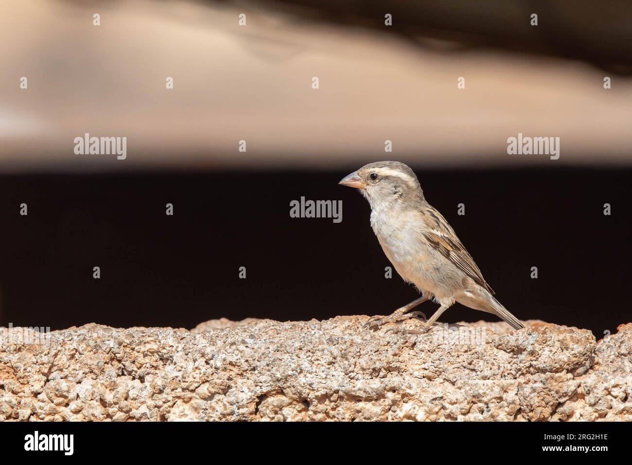 Female Iago Sparrow (Passer iagoensis) perched on a wall, with a black ...