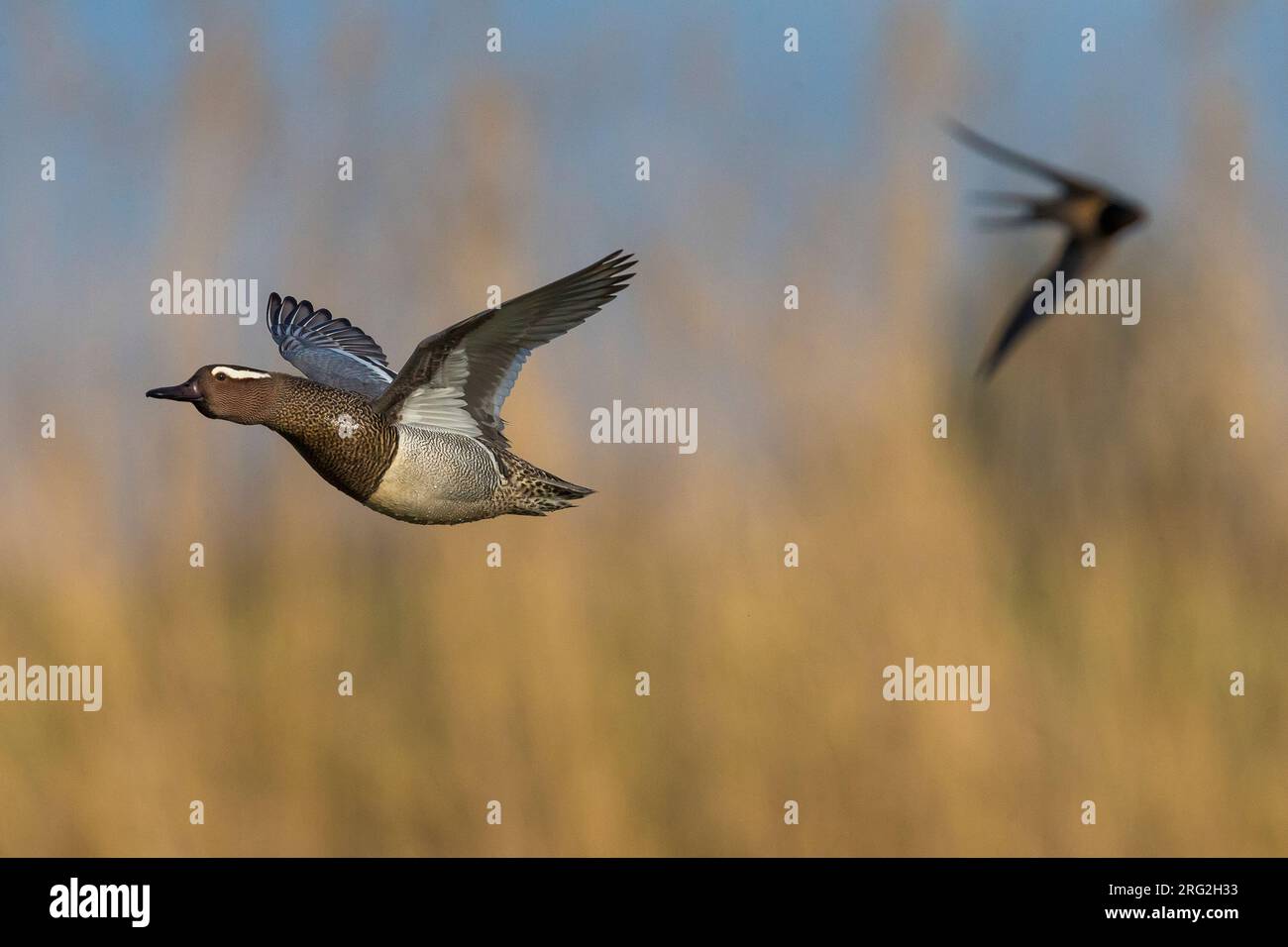 Flying male Garganey (Anas querquedula) during spring migration in ...