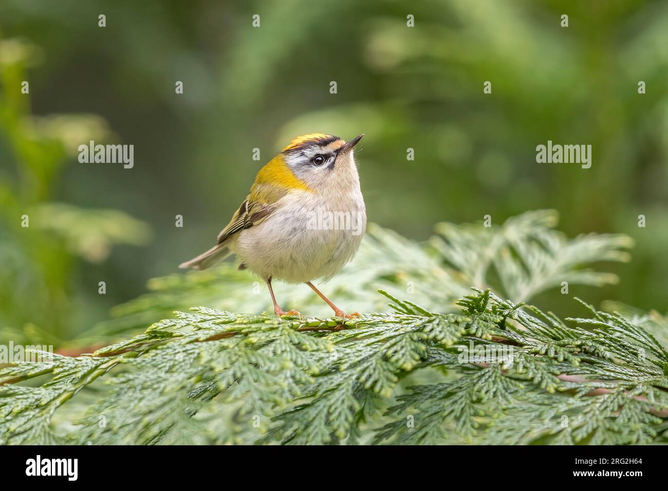 Adult male Common Firecrest (Regulus ignicapilla ignicapilla) perched ...