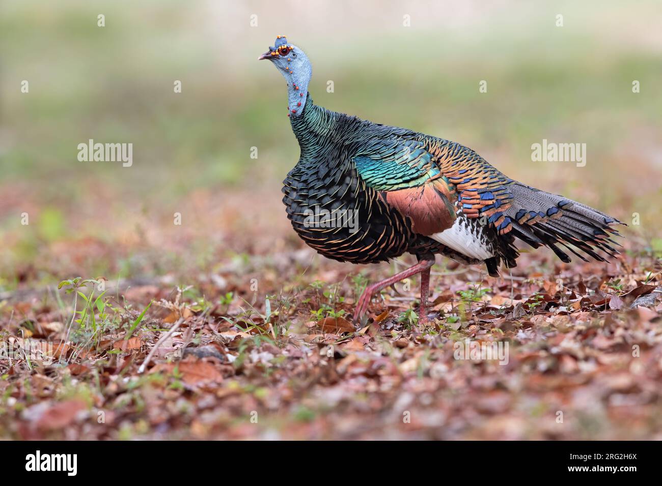 Stunning Ocellated Turkey (Meleagris ocellata) walking on the ground in ...