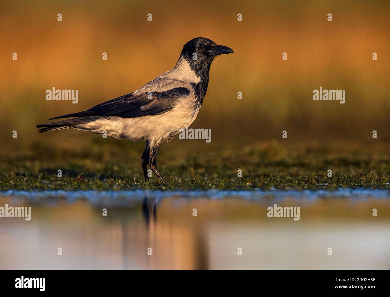 Hooded Crow, Corvus cornix, in Italy Stock Photo - Alamy
