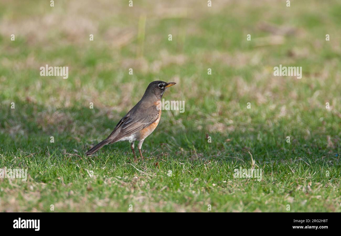 Female robin hi-res stock photography and images - Alamy