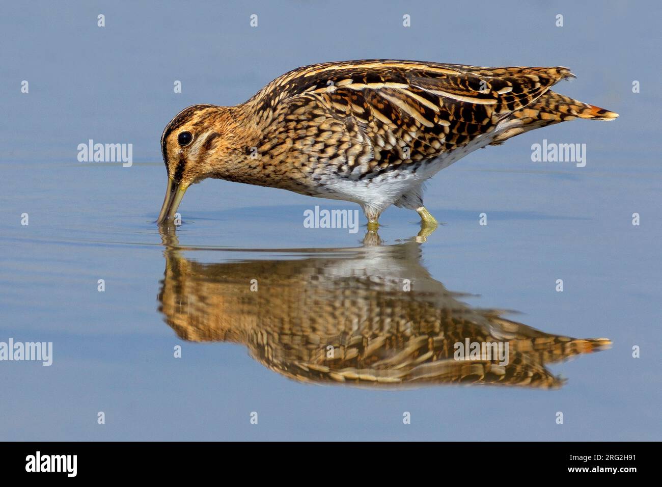 Watersnip foeragerend in water; Common Snipe foraging in water Stock ...