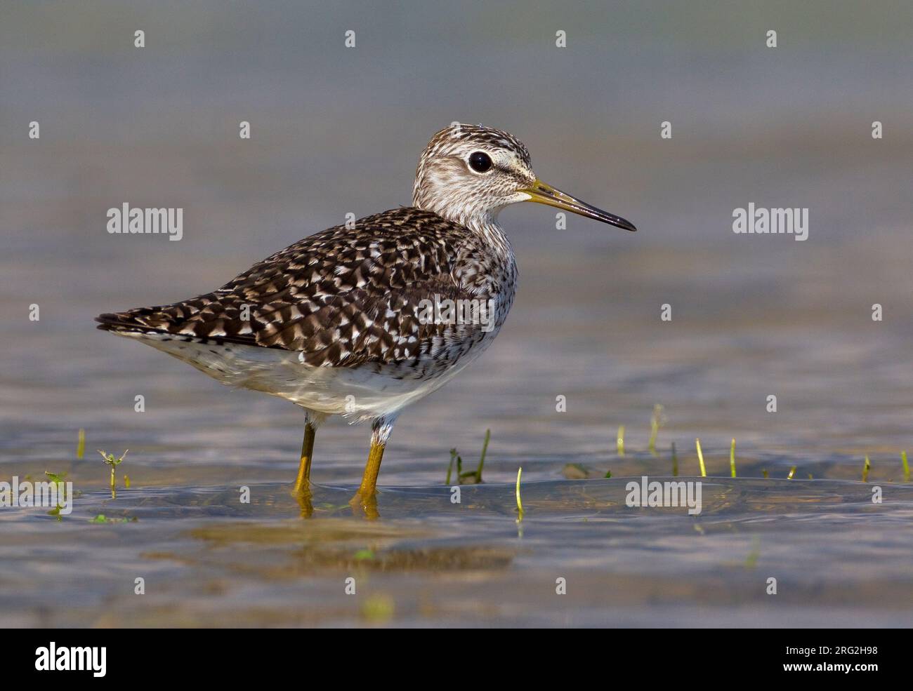 Volwassen Bosruiter; Adult Wood Sandpiper Stock Photo - Alamy