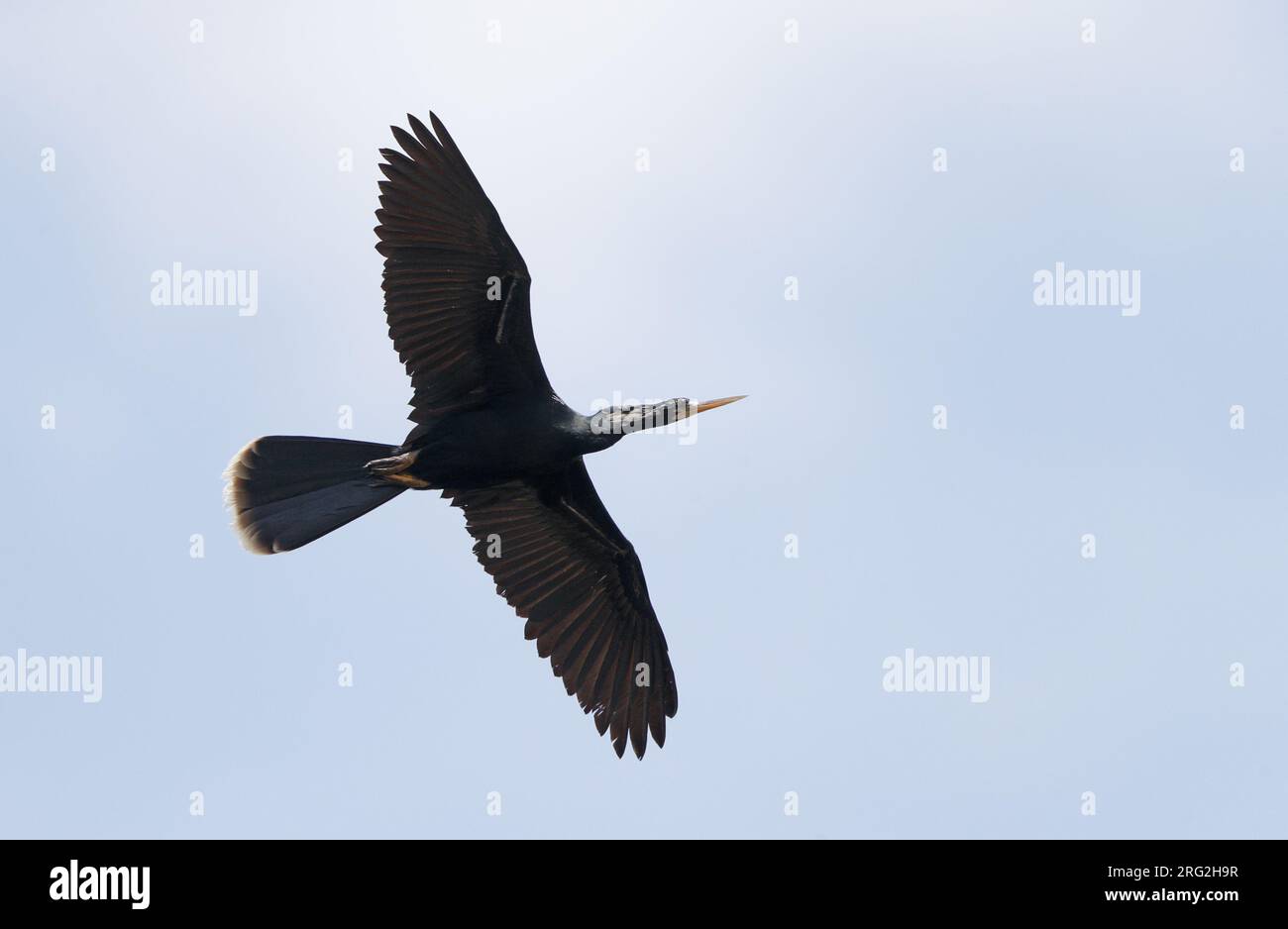 Anhinga (Anhinga anhinga), in flight in Florida, USA Stock Photo - Alamy