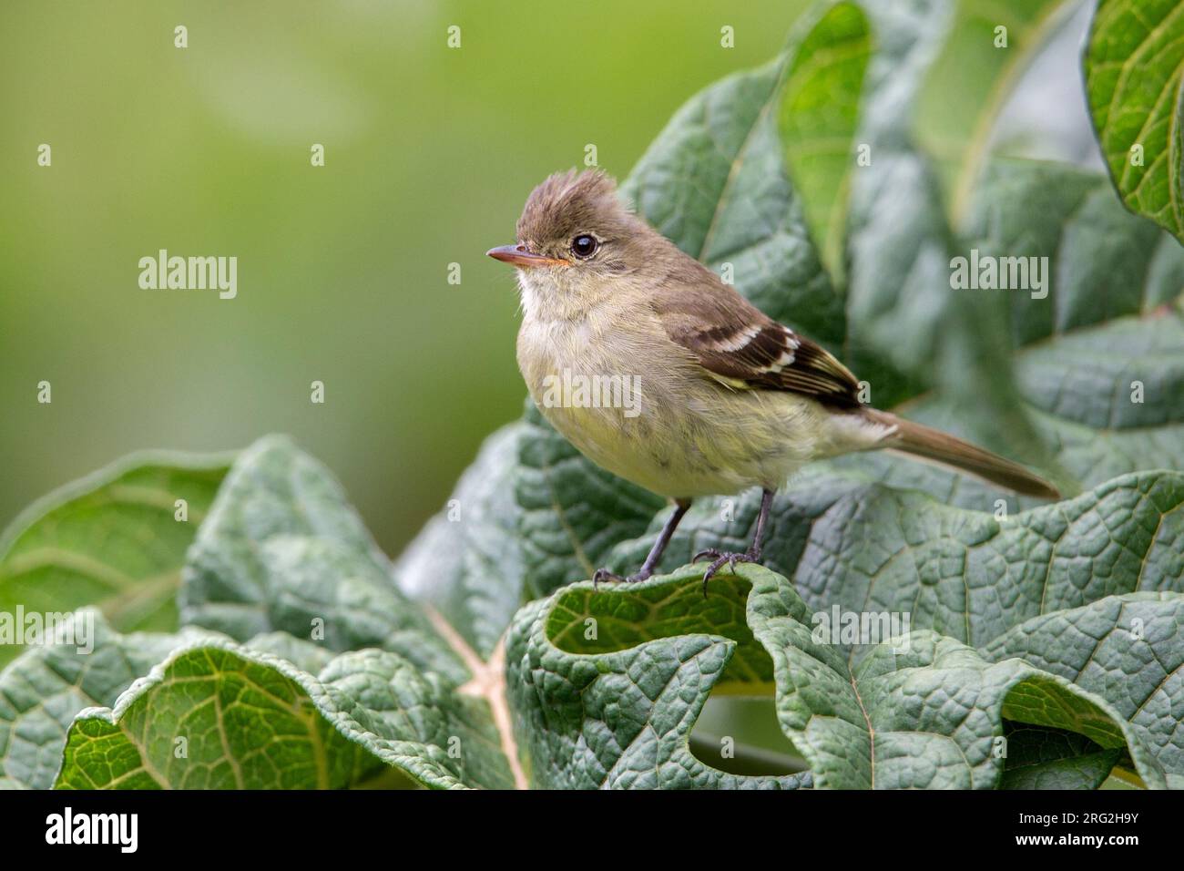 Sierran Elaenia (Elaenia pallatangae pallatangae) at Sibundoy, Colombia ...