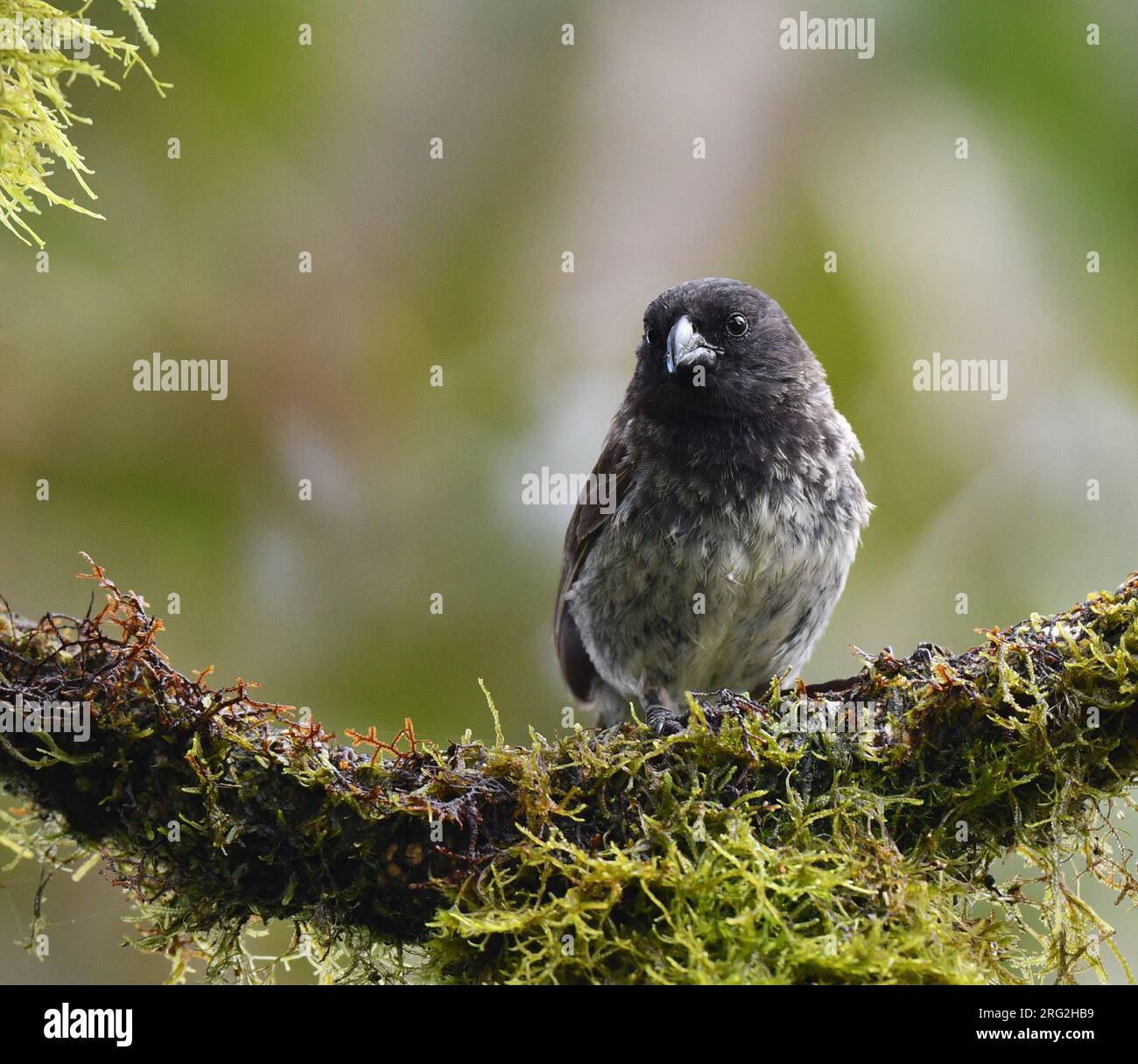 Small Tree Finch (Camarhynchus parvulus parvulus) on Isabela island in ...