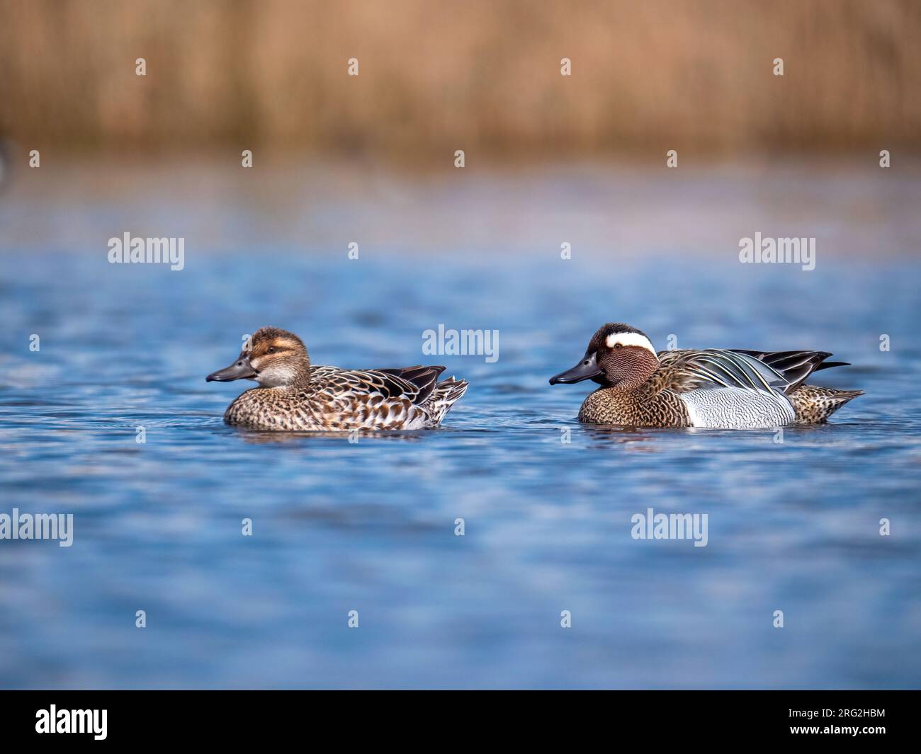 Garganey anas querquedula male hi-res stock photography and images - Alamy