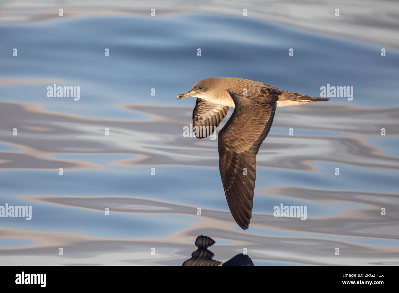 Cape Verde shearwater (Calonectris edwardsii), flying over the sea ...