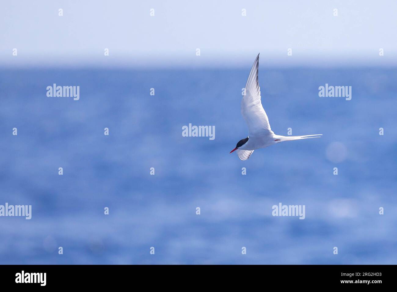 Arctic tern (Sterna paradisea) flying against the sea and the sky as ...