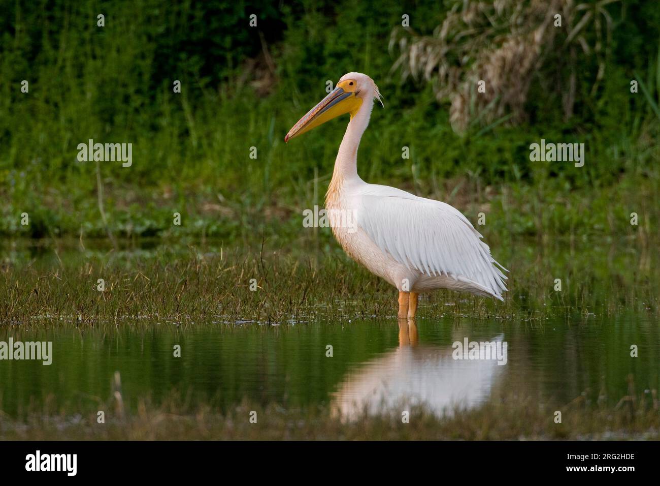 Volwassen Roze Pelikaan staand in water; Adult Great White Pelican ...