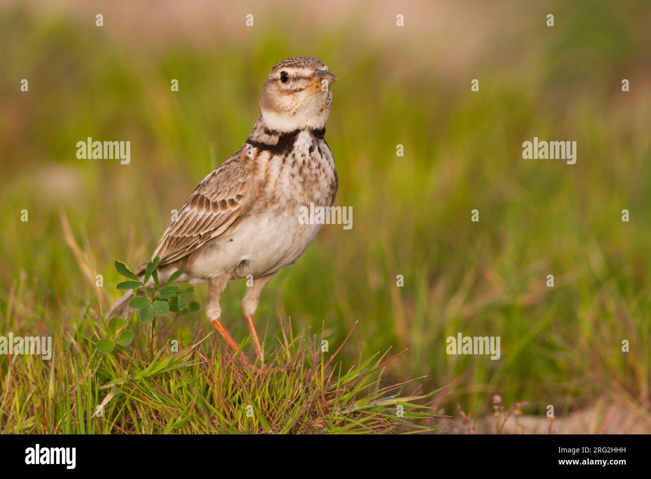 Calandra Lark (Melanocorypha calandra ssp. hebraica); Turkey, adult ...