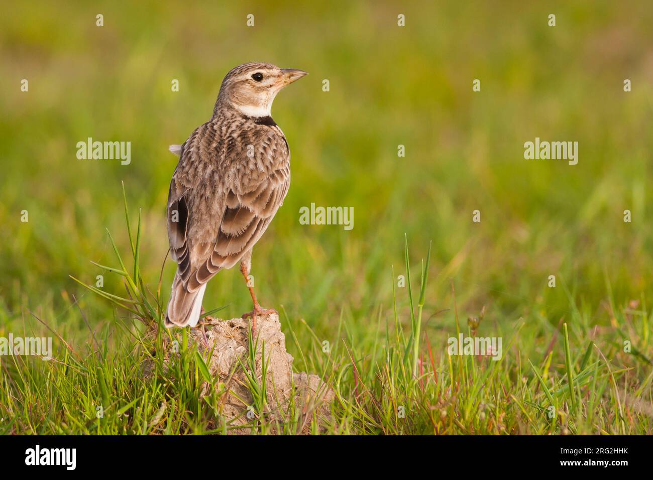 Calandra Lark (Melanocorypha calandra ssp. hebraica); Turkey, adult ...
