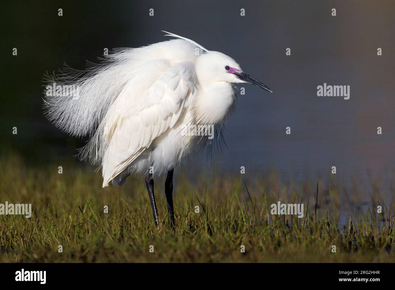Volwassen Kleine Zilverreiger; Adult Little Egret Stock Photo - Alamy
