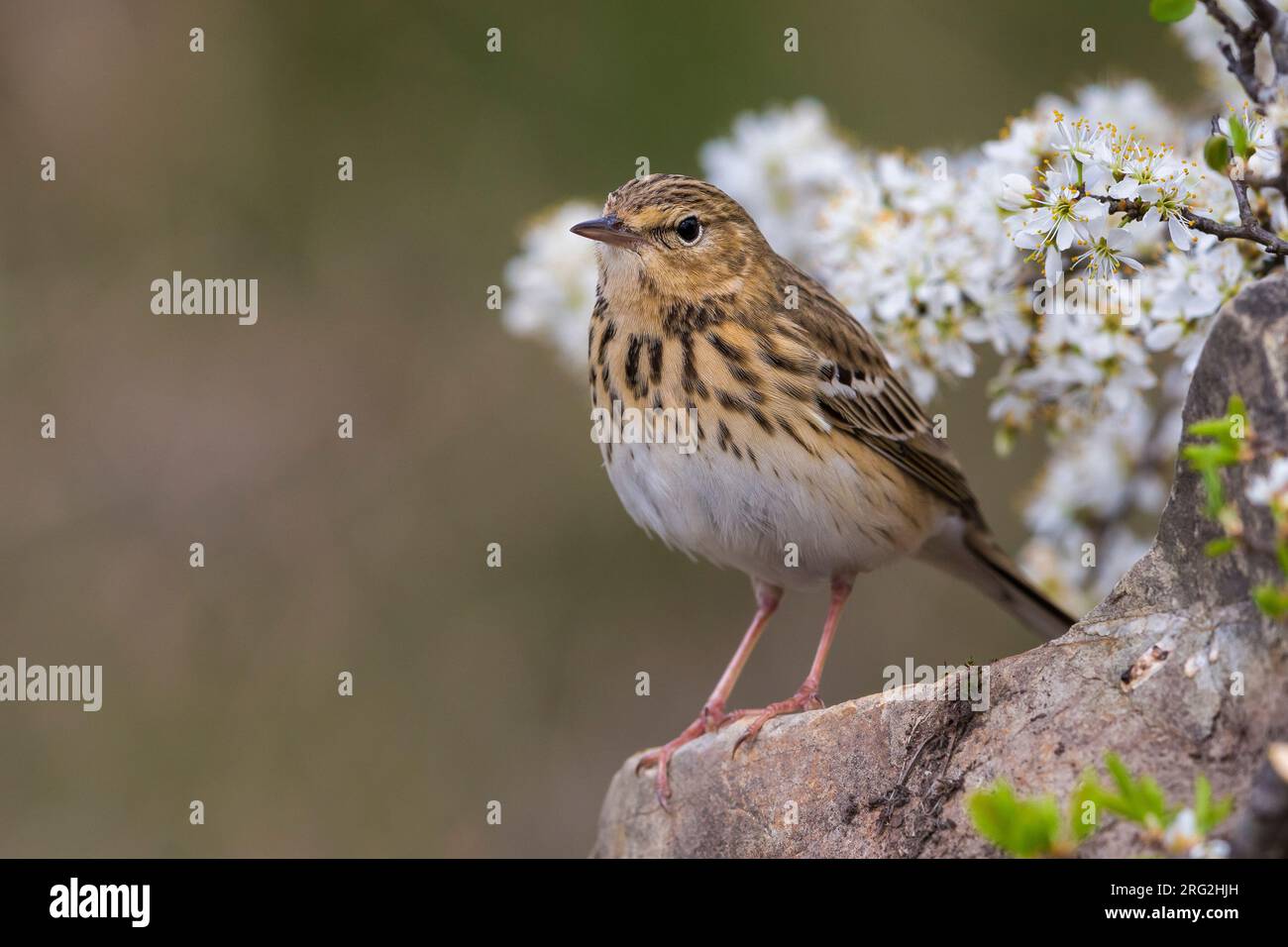 Boompieper, Tree Pipit Stock Photo - Alamy