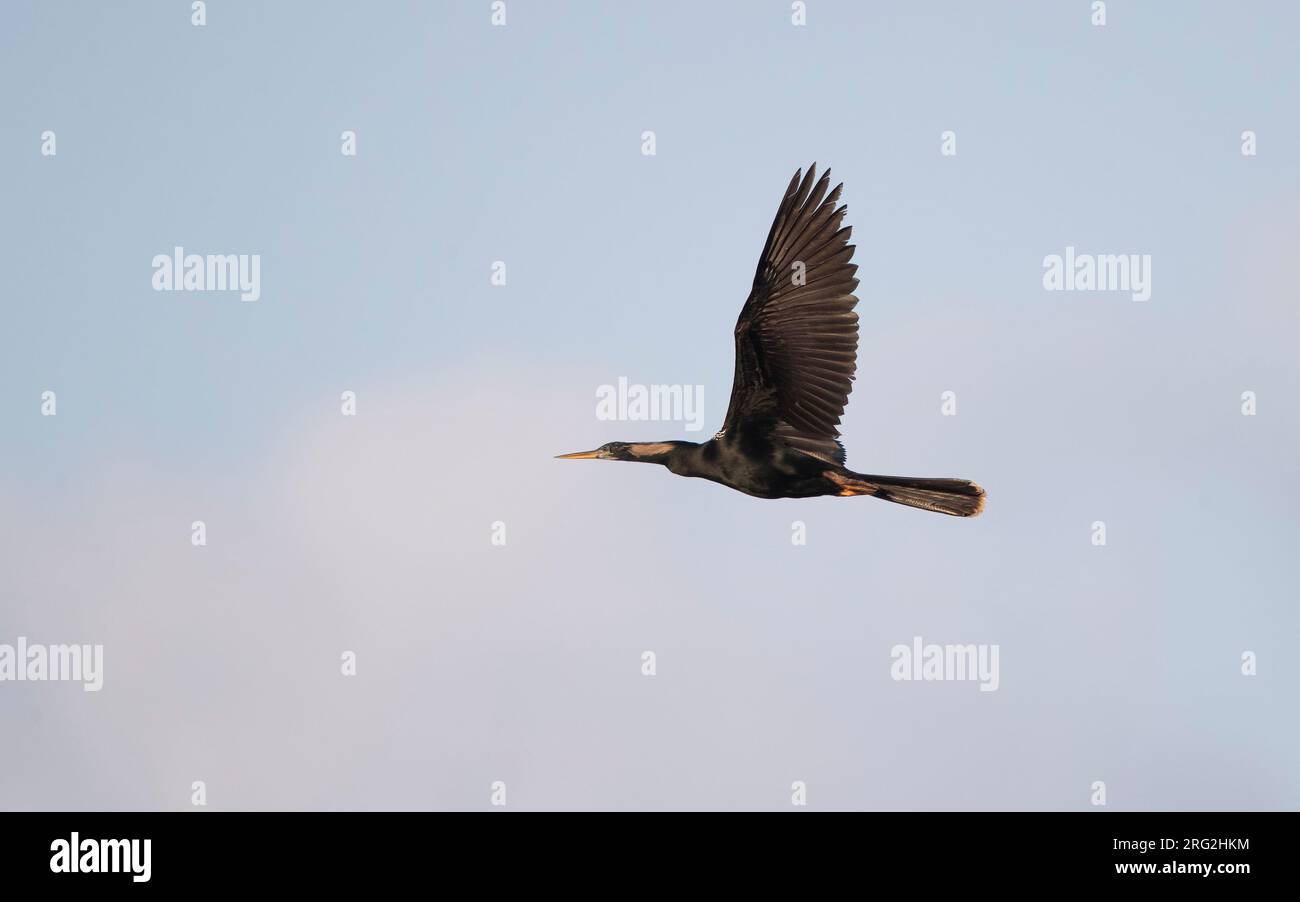 Anhinga (Anhinga anhinga), in flight in Florida, USA Stock Photo - Alamy