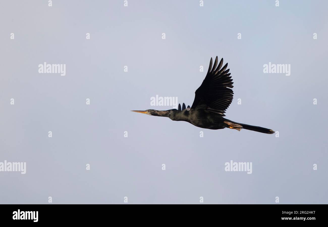 Anhinga (Anhinga anhinga), in flight in Florida, USA Stock Photo - Alamy