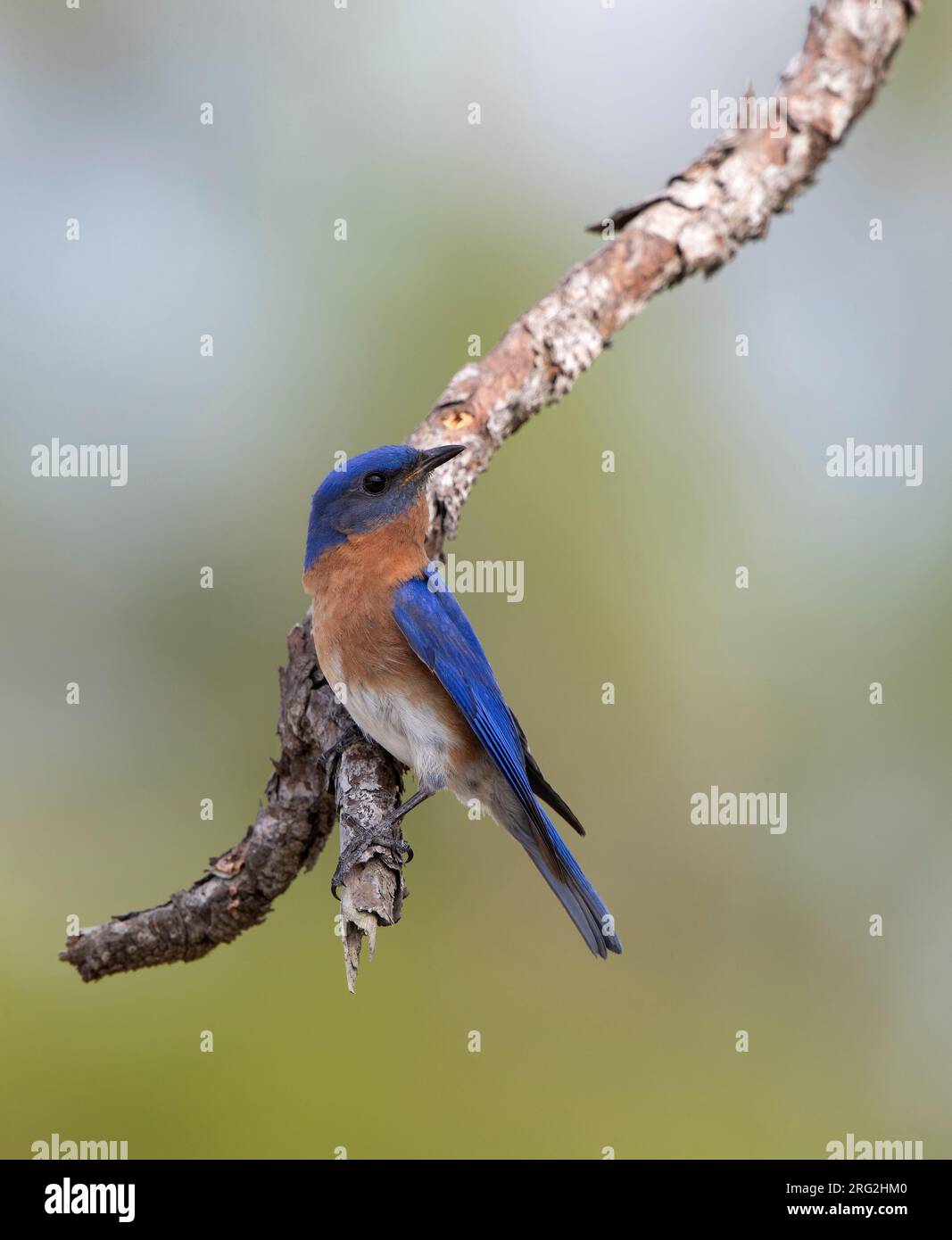 Adult male Eastern Bluebird (Sialia sialis) perched on a branch at ...