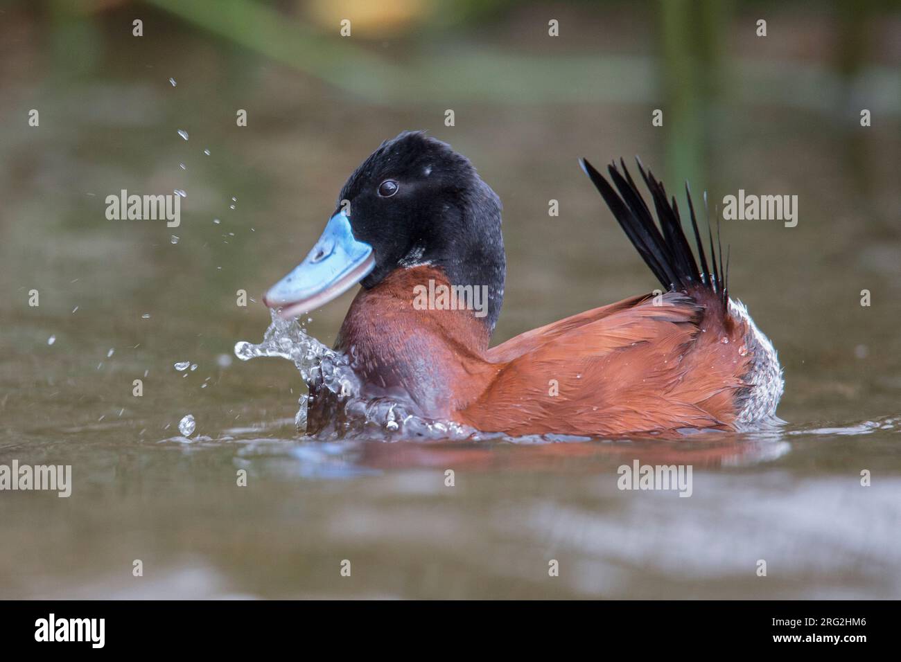 A male Andean Duck (Oxyura ferruginea) at Laguna Cocha, Pasto, Colombia ...