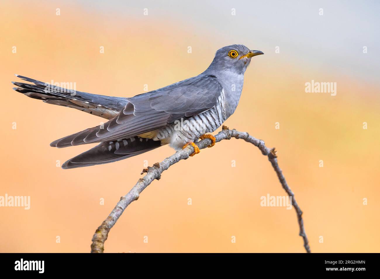 Adult male Common Cuckoo (Cuculus canorus) in Italy Stock Photo - Alamy