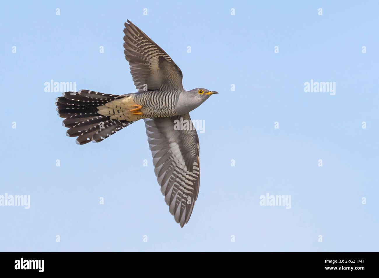 Adult male Common Cuckoo (Cuculus canorus) in Italy Stock Photo - Alamy