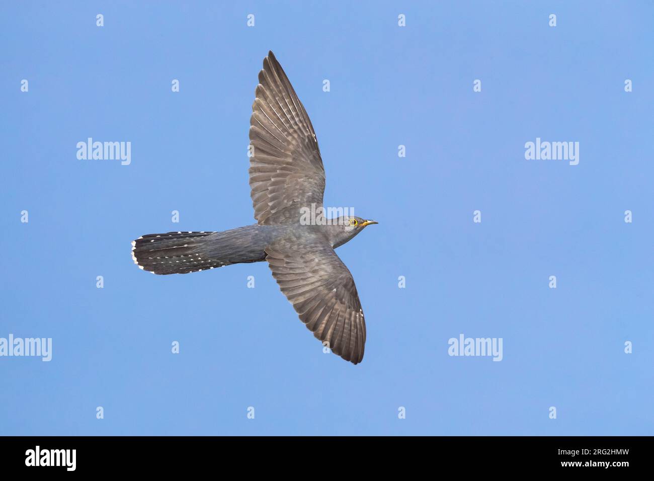 Adult male Common Cuckoo (Cuculus canorus) in Italy Stock Photo - Alamy