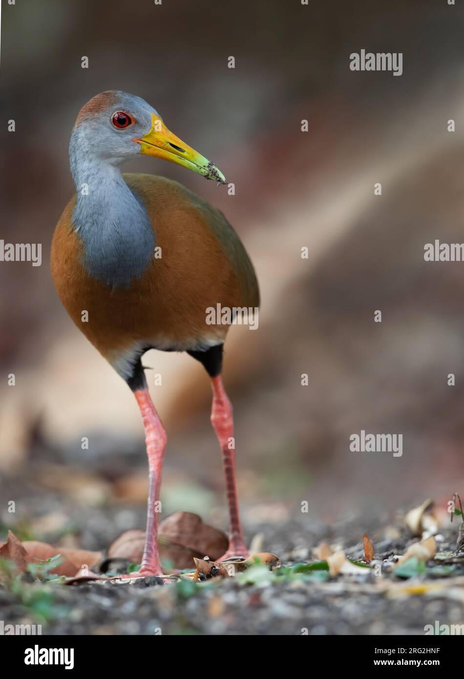 Grey-necked Wood Rail (Aramides cajaneus) walking on the ground in a ...