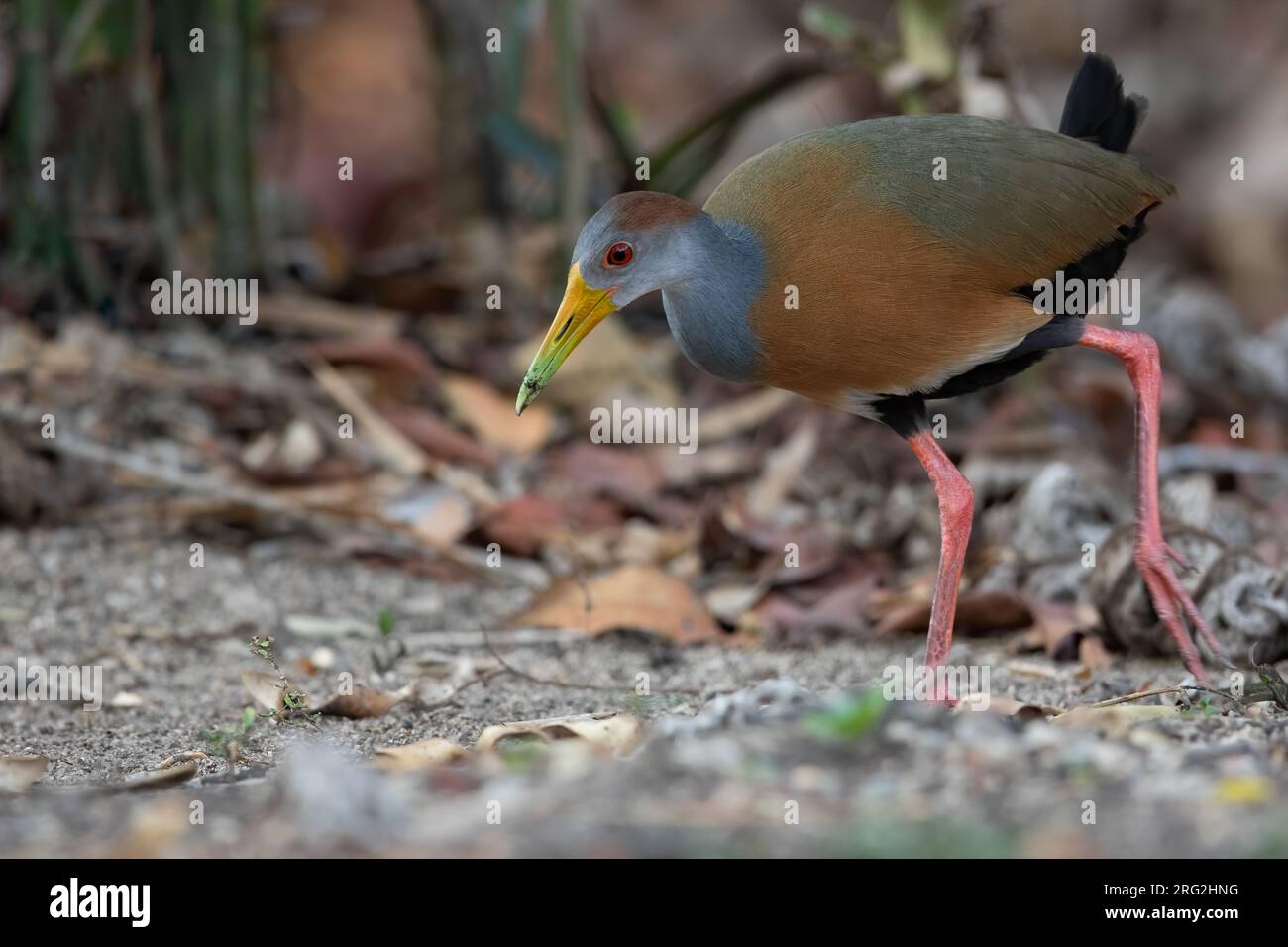 Grey-necked Wood Rail (Aramides cajaneus) walking on the ground in a ...
