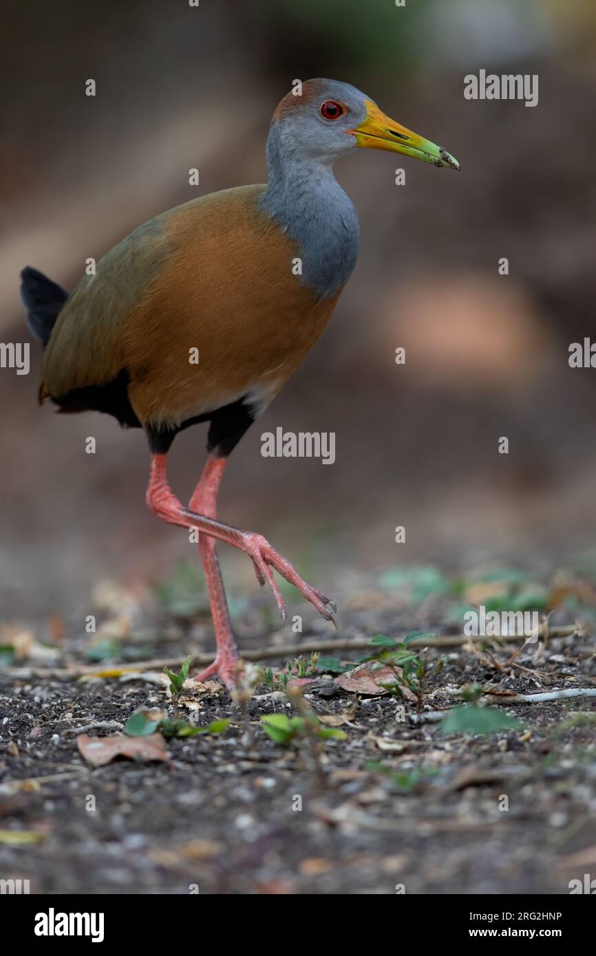 Grey-necked Wood Rail (Aramides cajaneus) walking on the ground in a ...