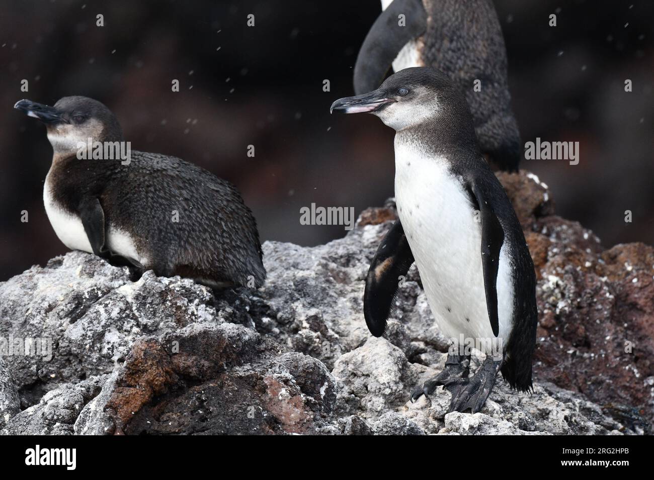 Galapagos Penguins (Spheniscus mendiculus), Isabela island, on the ...