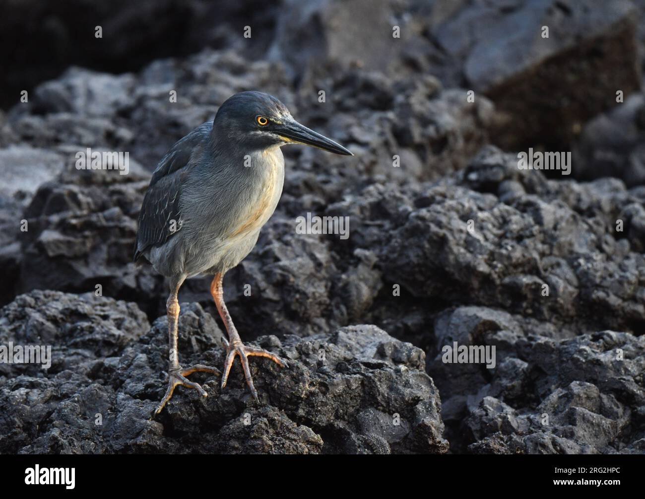 Endemic Lava Heron (Butorides sundevalli) on the Galapagos islands ...