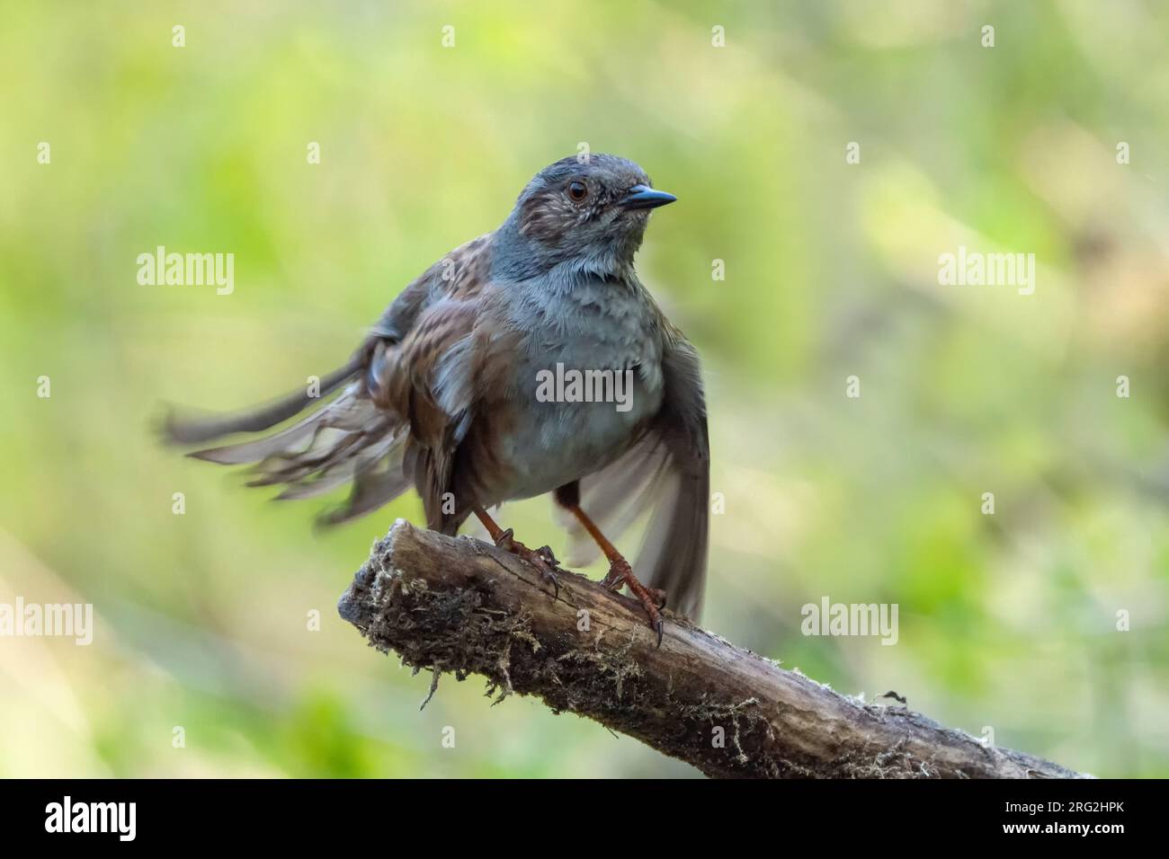 Hedge, Accentor; Prunella modularis sitting on a branch shaking it's ...