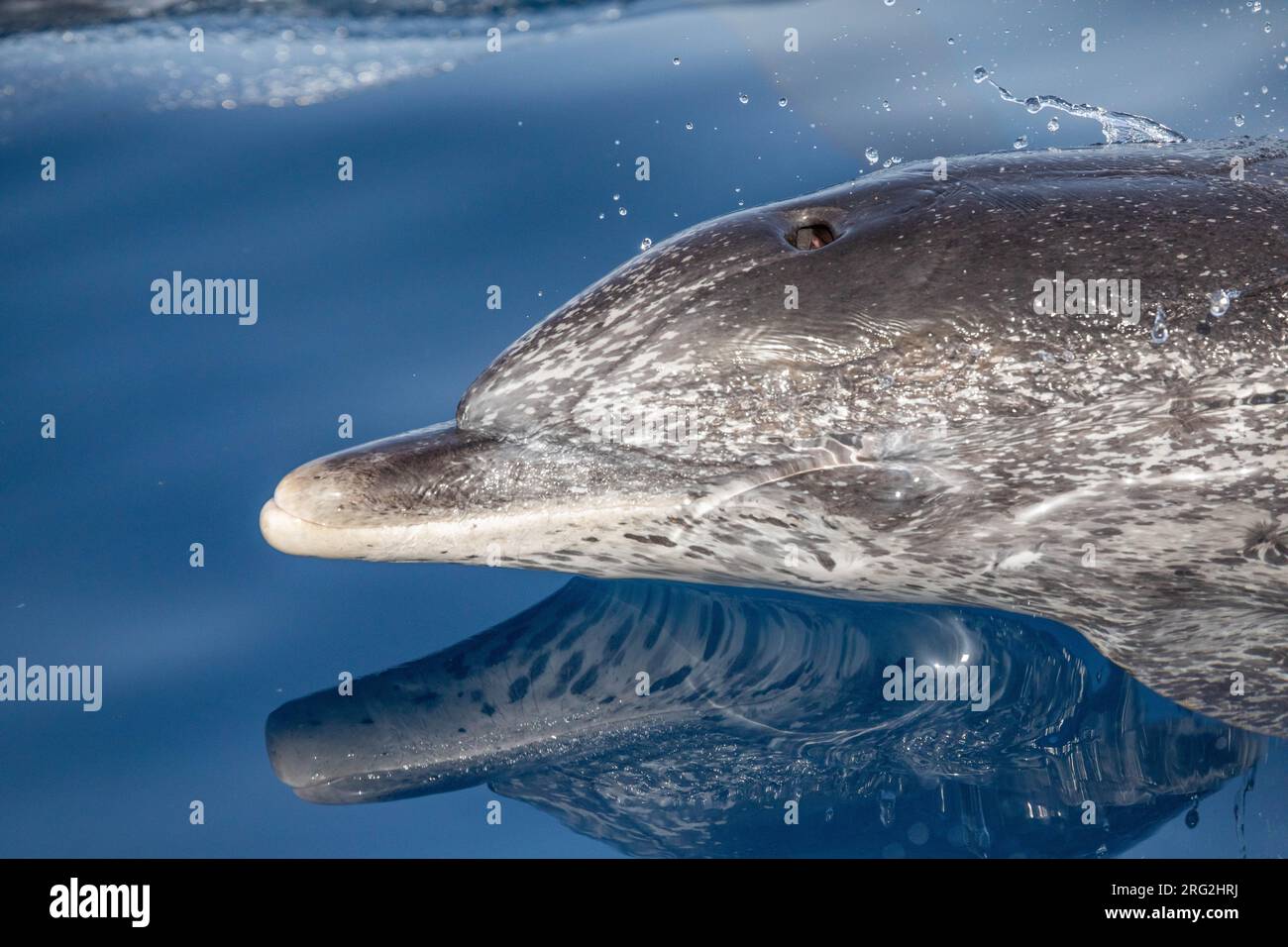 Atlantic Spotted Dolphin (Stenella frontalis), on the surface, with a ...