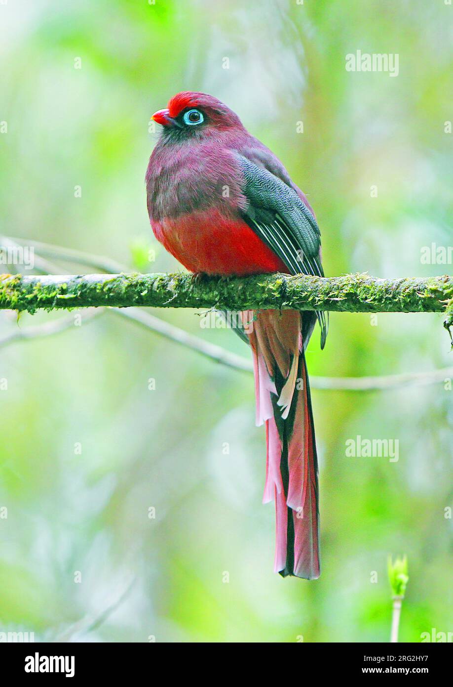 Male Ward’s Trogon, Harpactes wardi, in India. Perched on a branch in ...