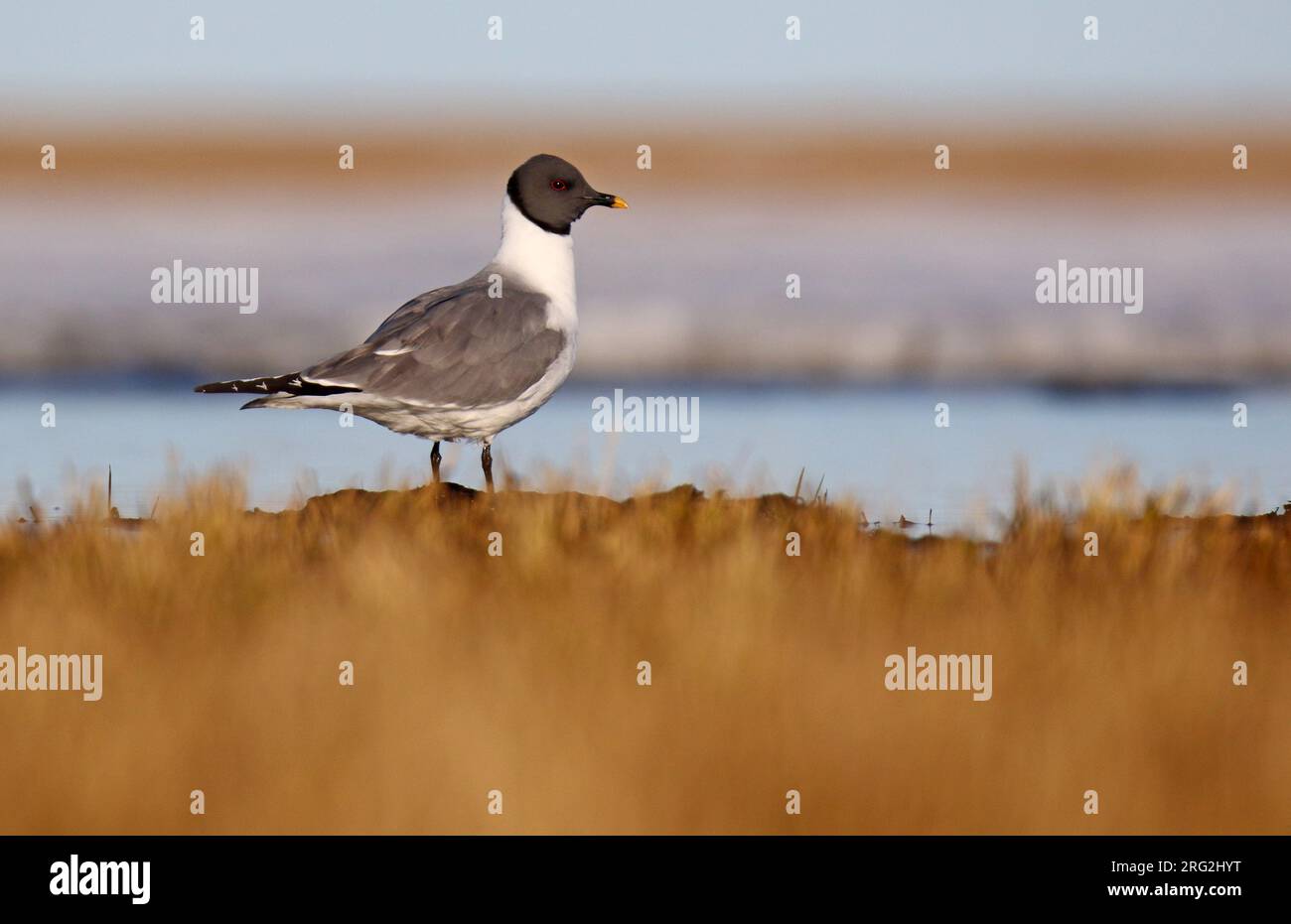 Adult Sabine's Gull (Xema sabini) during the breeding season on the ...