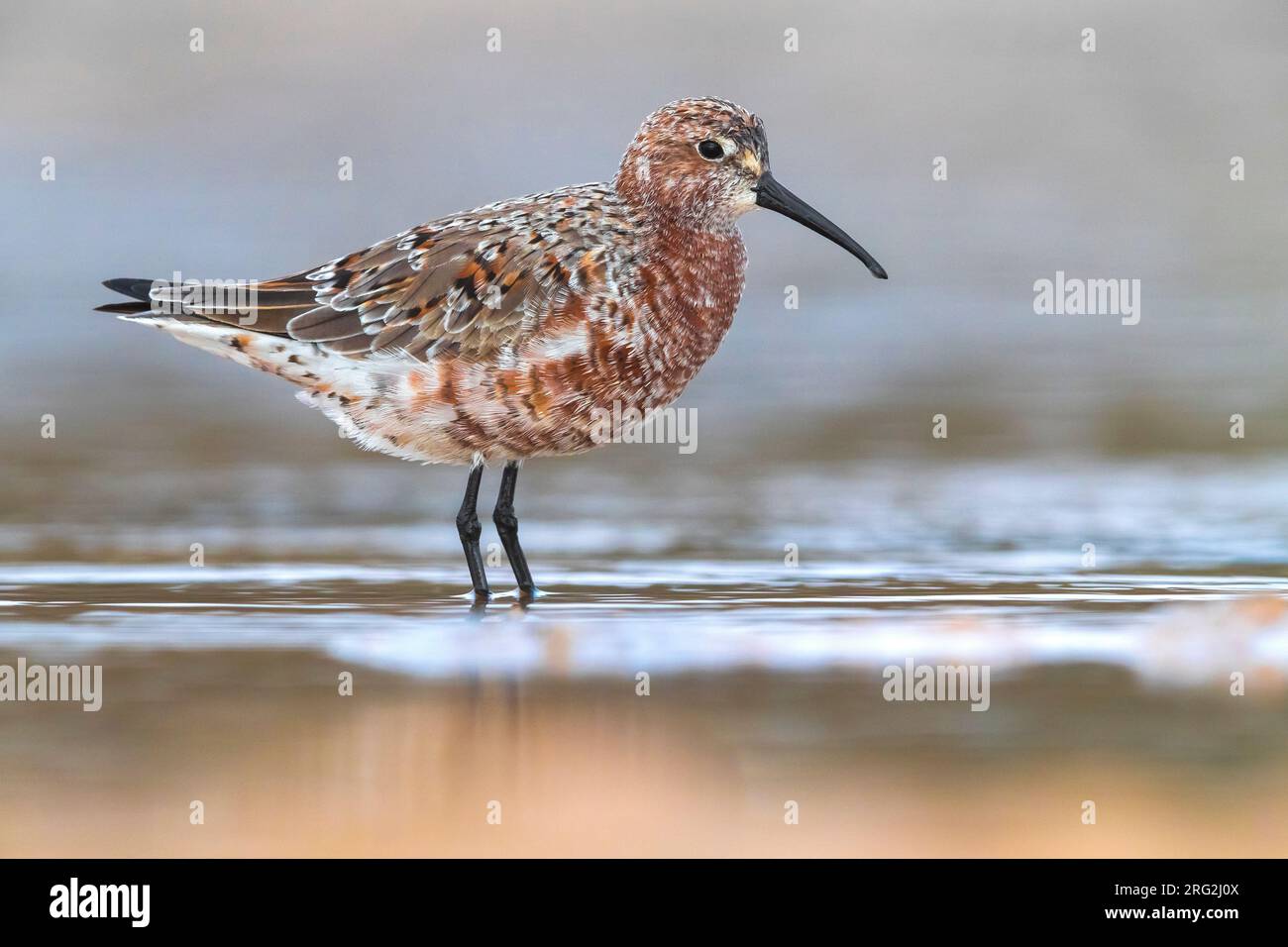 Curlew Sandpiper (Calidris ferruginea) in rain made roadside pond in ...