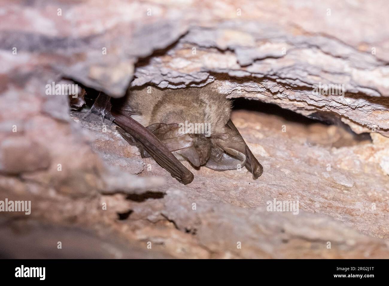 Christie's Long-eared Bat (Plecotus christii) aka Egyptian Long-eared ...