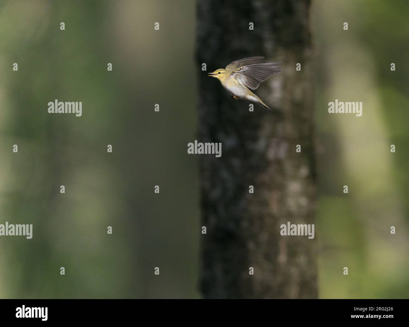 Singing and flying Wood Warbler (Phylloscopus sibilatrix) in song ...
