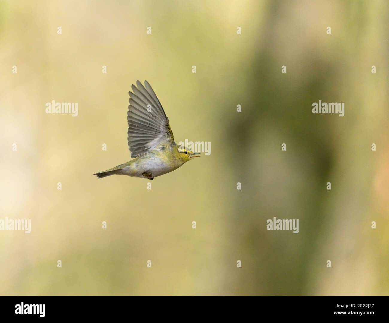 Singing and flying Wood Warbler (Phylloscopus sibilatrix) in song ...