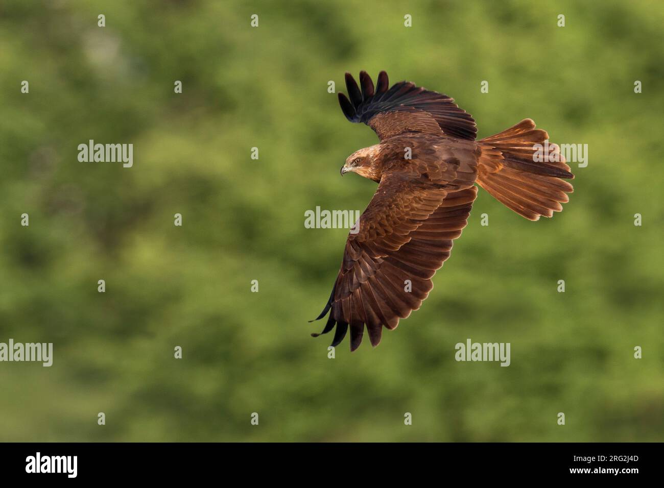 Onvolwassen Bruine Kiekendief in de vlucht; Immature Marsh Harrier in ...