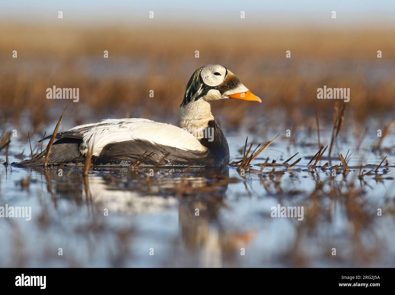 Adult male Spectacled Eider (Somateria fischeri) swimming in tundra ...