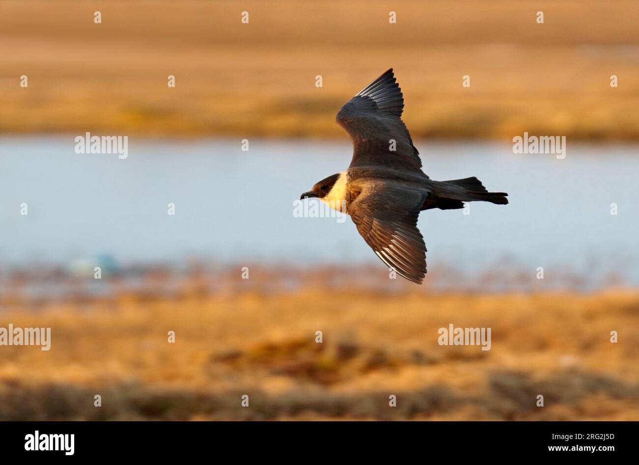 Pomarine Skua (Stercorarius pomarinus) in arctic Alaska, United States ...