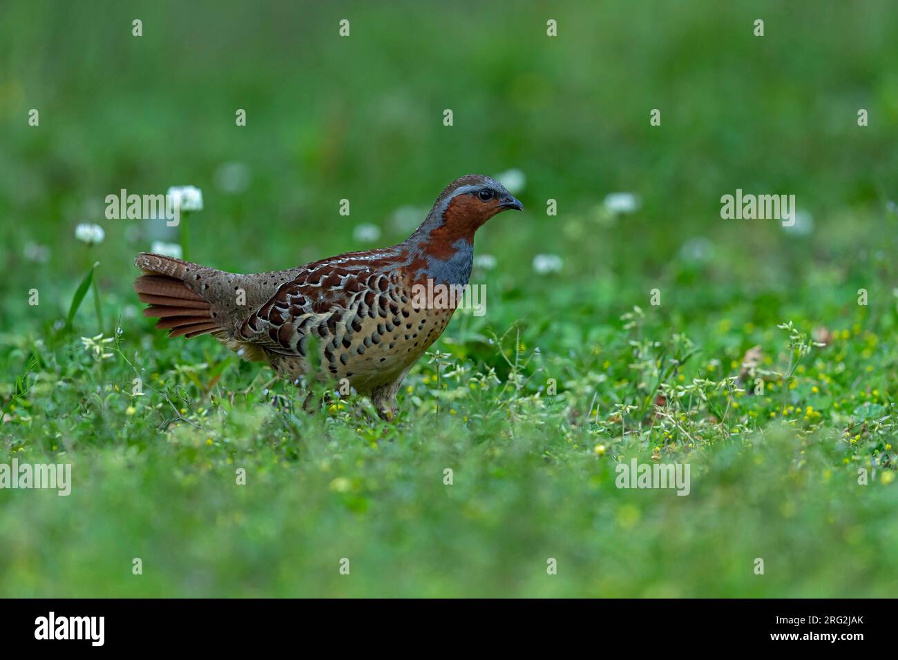 Chinese bamboo partridge hi-res stock photography and images - Alamy