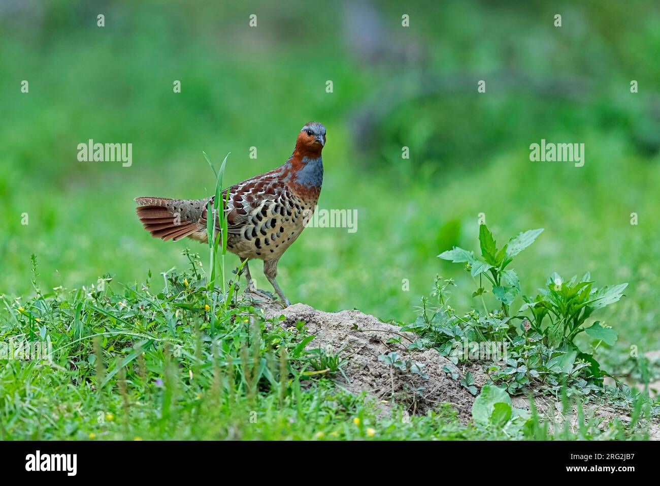 Chinese bamboo partridge hi-res stock photography and images - Alamy