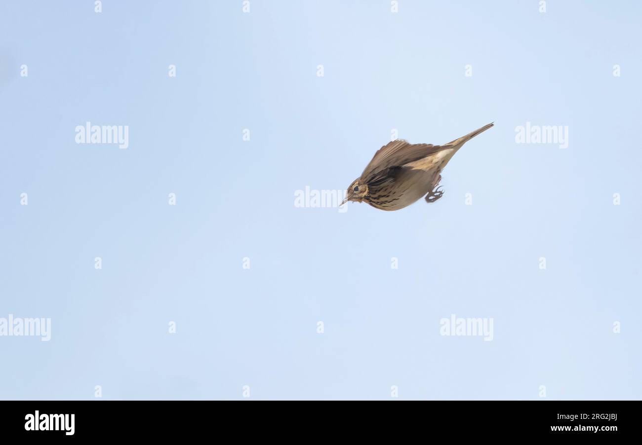 Tree pipit song flight hi-res stock photography and images - Alamy