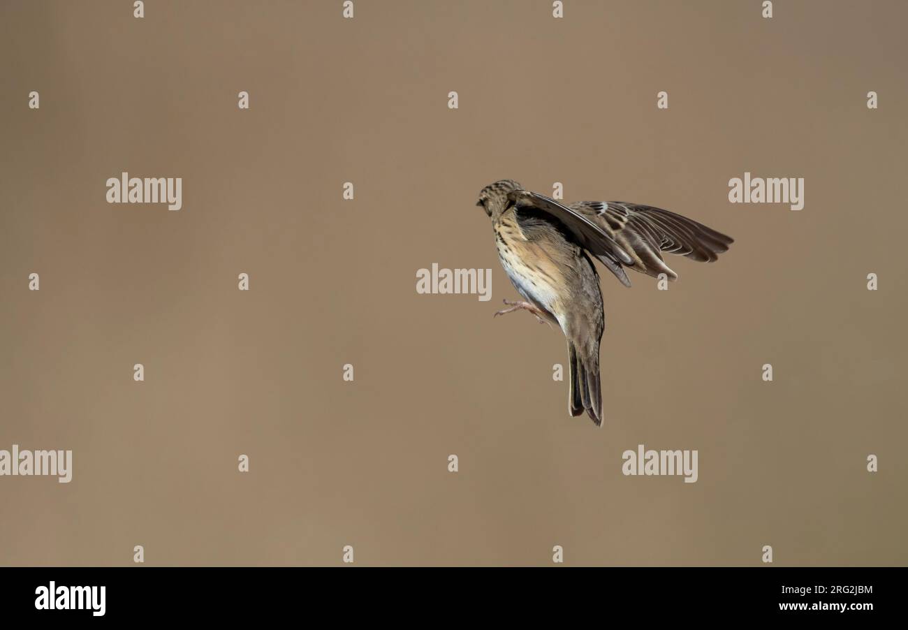 Tree Pipit (Anthus trivialis) in flight in Gribskov, Denmark Stock ...
