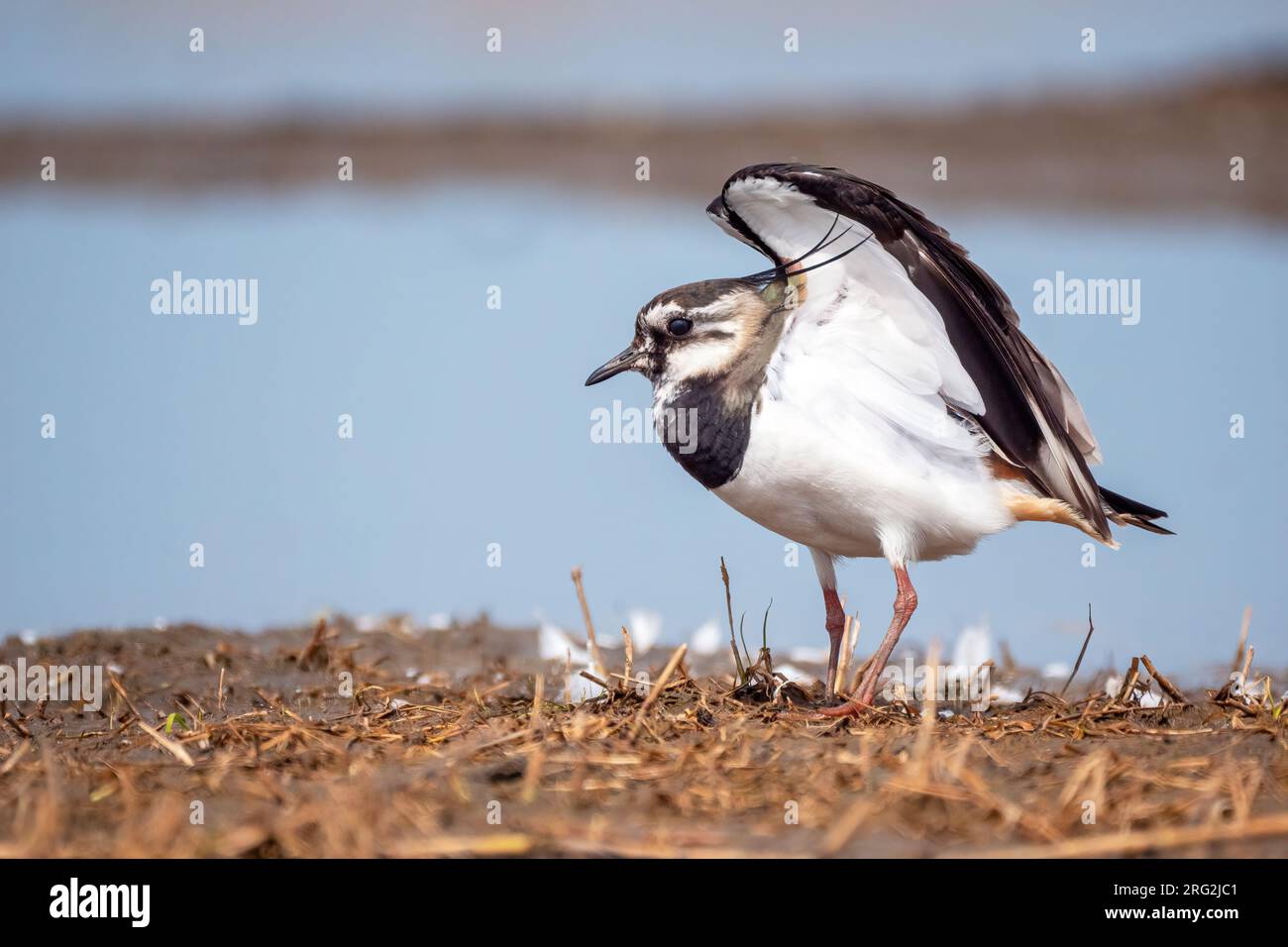 Northern Lapwing; Vanellus vanellus; stretching its wings, preparing to ...
