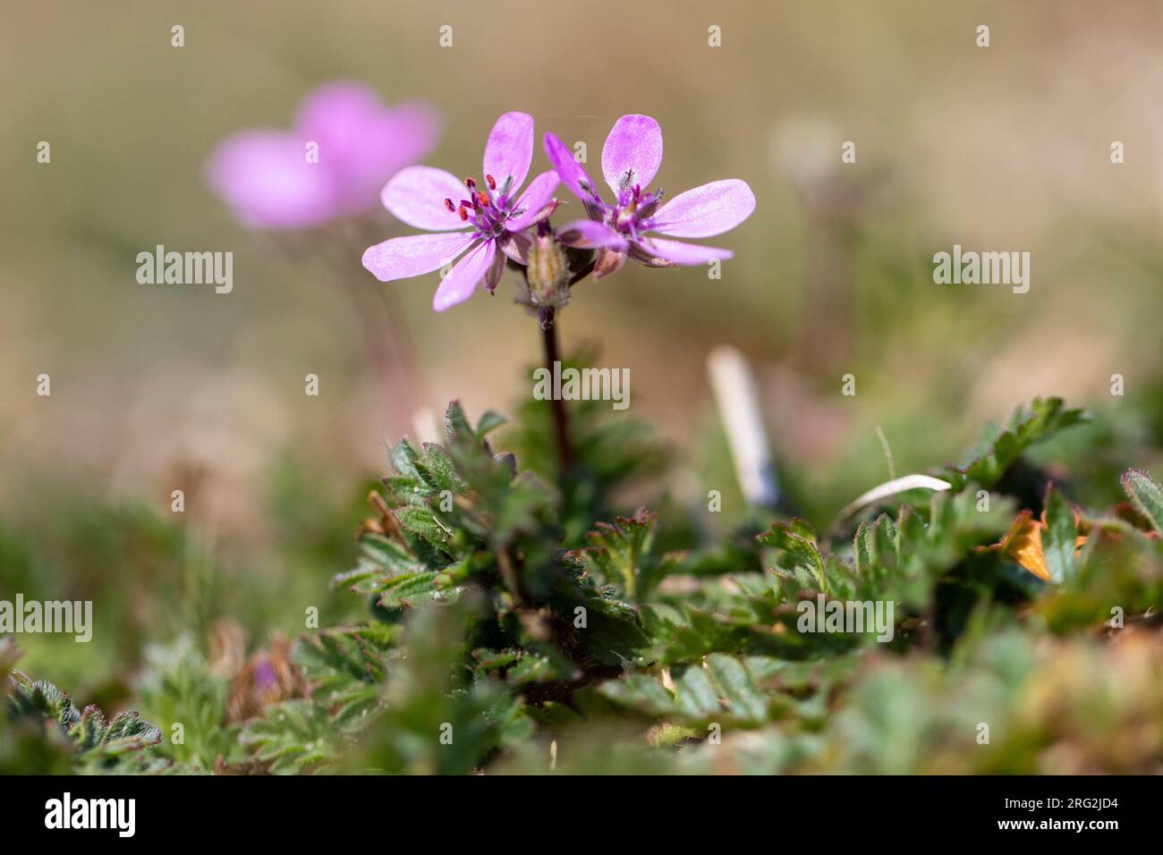 Erodium cicutarium subsp cicutarium hi-res stock photography and images ...